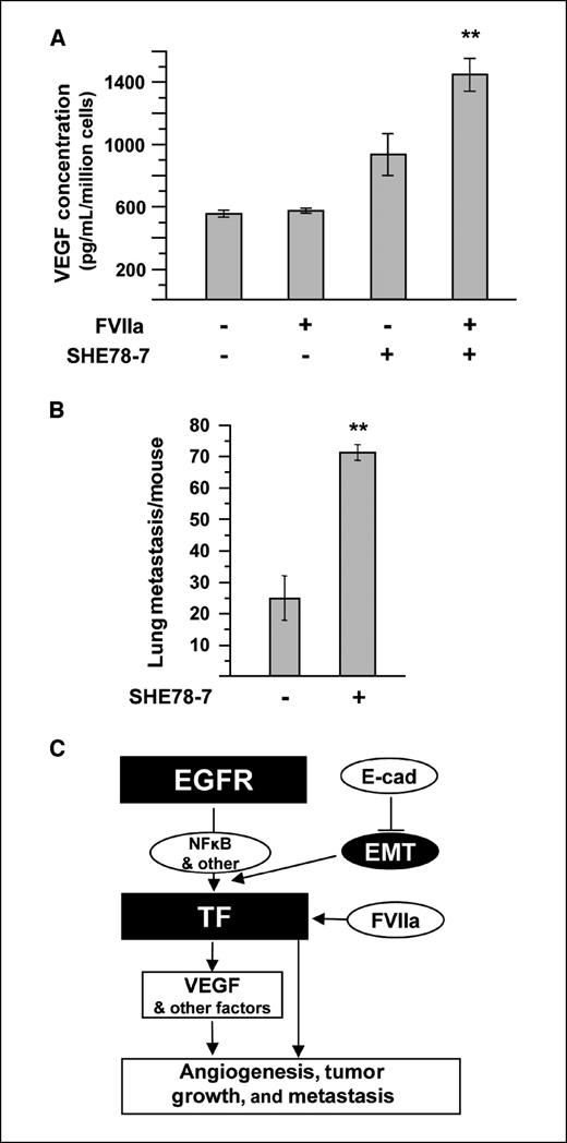 Tissue Factor Regulation by Epidermal Growth Factor Receptor and ...