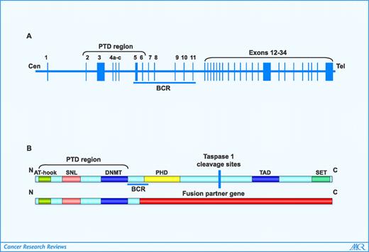 Chromosomal Rearrangements Leading to MLL Gene Fusions: Clinical and ...