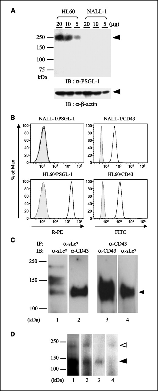 CD43, but not P-Selectin Glycoprotein Ligand-1, Functions as an E ...