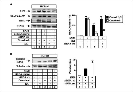 The EGFR-STAT3 Oncogenic Pathway Up-regulates the Eme1 Endonuclease to ...