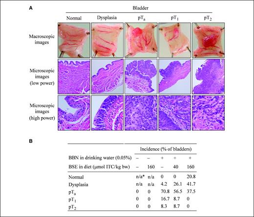 Inhibition of Urinary Bladder Carcinogenesis by Broccoli Sprouts ...