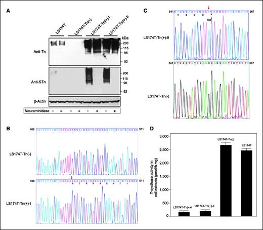 Human Tumor Antigens Tn and Sialyl Tn Arise from Mutations in Cosmc ...