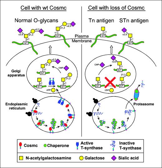 Human Tumor Antigens Tn and Sialyl Tn Arise from Mutations in Cosmc ...