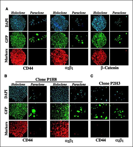 PC3 Human Prostate Carcinoma Cell Holoclones Contain Self-renewing ...