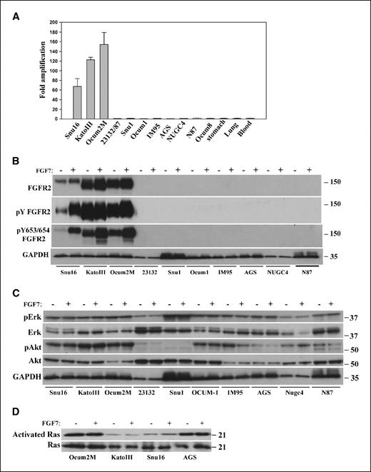 FGFR2-Amplified Gastric Cancer Cell Lines Require FGFR2 and Erbb3 ...