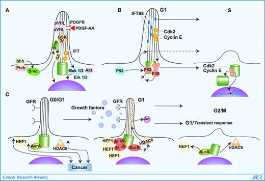 Cell Cycle–Dependent Ciliogenesis and Cancer | Cancer Research ...