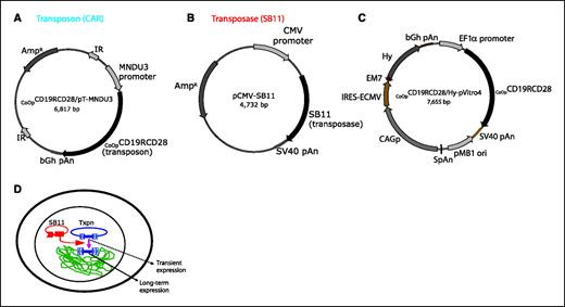 Redirecting Specificity of T-Cell Populations For CD19 Using the ...