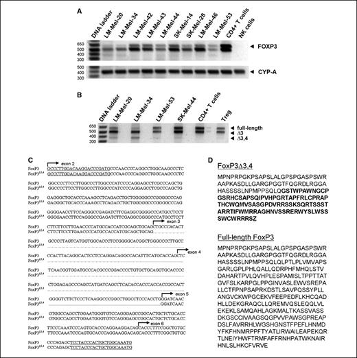 The Regulatory T Cell–Associated Transcription Factor FoxP3 Is ...