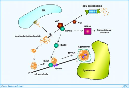 Role of the Aggresome Pathway in Cancer: Targeting Histone Deacetylase ...