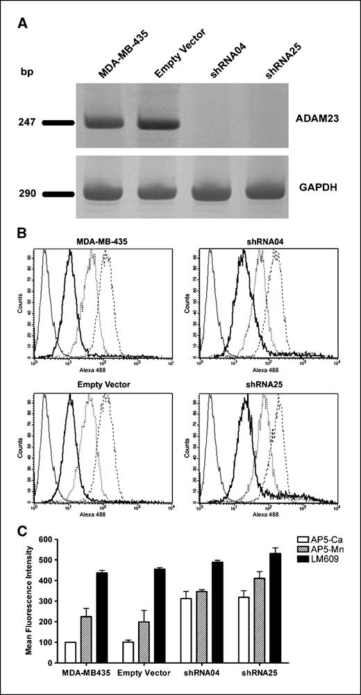 ADAM23 Negatively Modulates αvβ3 Integrin Activation during Metastasis ...