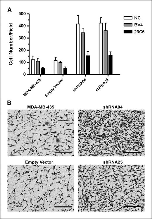 ADAM23 Negatively Modulates αvβ3 Integrin Activation during Metastasis ...