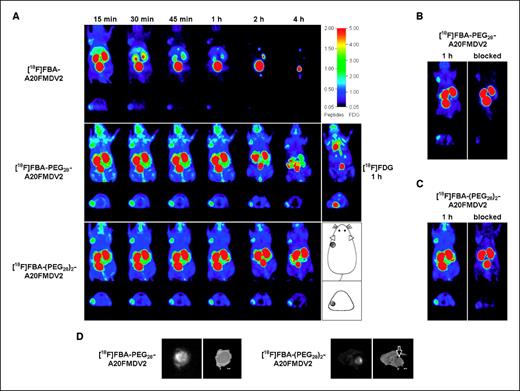 Targeted In vivo Imaging of Integrin αvβ6 with an Improved Radiotracer ...