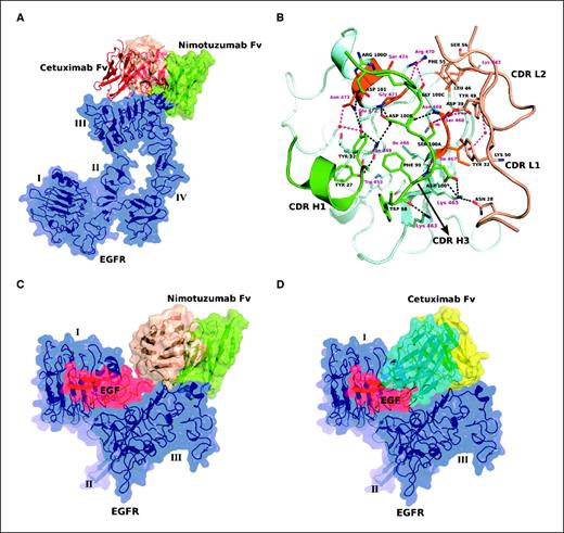 Nimotuzumab, an Antitumor Antibody that Targets the Epidermal Growth ...