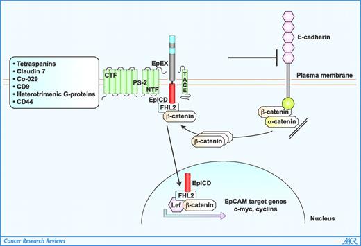 The Emerging Role of EpCAM in Cancer and Stem Cell Signaling | Cancer ...