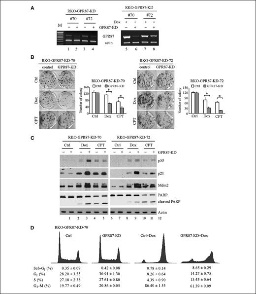The G Protein–Coupled Receptor 87 Is Necessary for p53-Dependent Cell ...