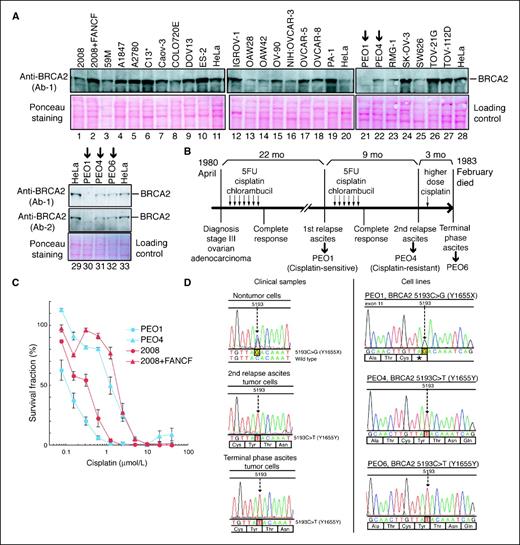 Functional Restoration of BRCA2 Protein by Secondary BRCA2 Mutations in ...