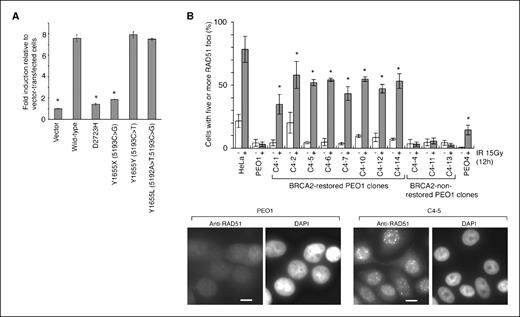 Functional Restoration of BRCA2 Protein by Secondary BRCA2 Mutations in ...