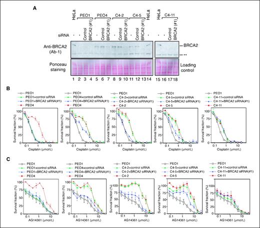 Functional Restoration of BRCA2 Protein by Secondary BRCA2 Mutations in ...