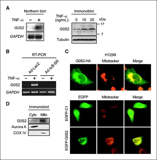 Identification of a Protein, G0S2, That Lacks Bcl-2 Homology Domains ...