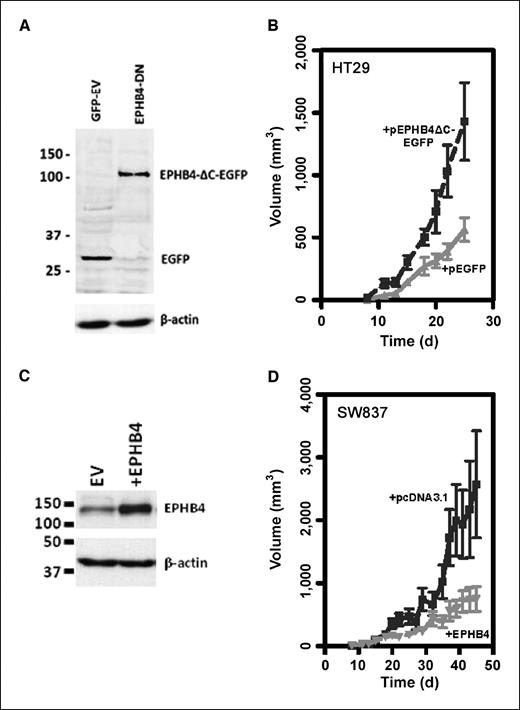 The Receptor Tyrosine Kinase EPHB4 Has Tumor Suppressor Activities in ...