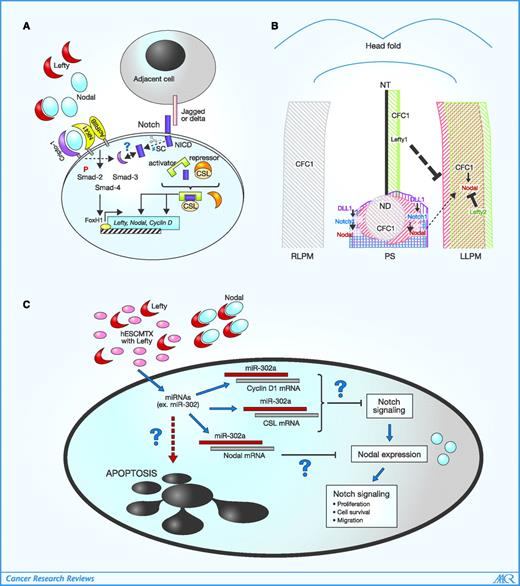 Development and Cancer: At the Crossroads of Nodal and Notch Signaling ...