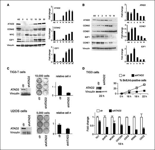 ATAD2 Is a Novel Cofactor for MYC, Overexpressed and Amplified in ...