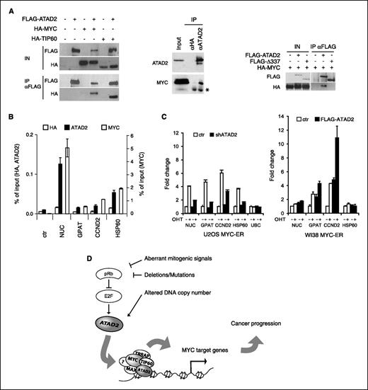 ATAD2 Is a Novel Cofactor for MYC, Overexpressed and Amplified in ...