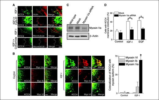 Motor Protein–Dependent Membrane Trafficking of KCl Cotransporter-4 Is ...