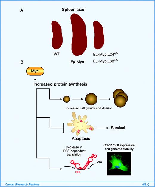 The Role of Myc-Induced Protein Synthesis in Cancer | Cancer Research ...