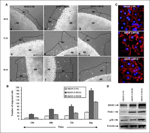 Expression and Functions of Transmembrane Mucin MUC13 in Ovarian Cancer ...