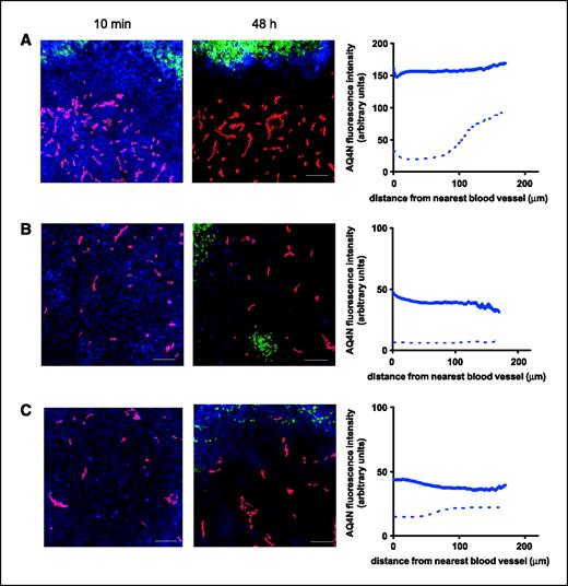 The Hypoxia-Activated ProDrug AQ4N Penetrates Deeply in Tumor Tissues ...