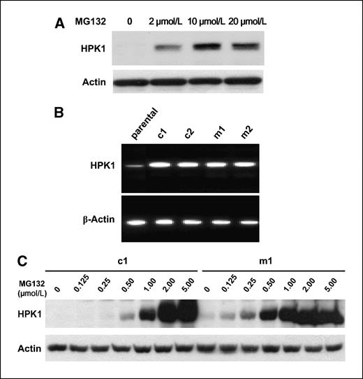 Proteasome-Mediated Degradation and Functions of Hematopoietic ...