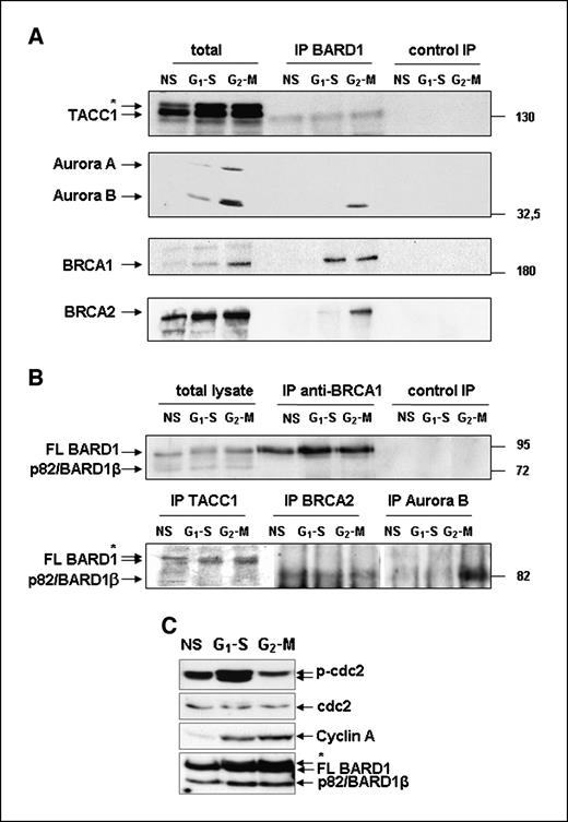 Distinct Roles of BARD1 Isoforms in Mitosis: Full-Length BARD1 Mediates ...