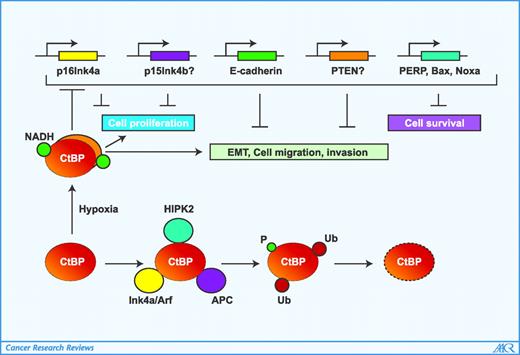 The Transcriptional Corepressor CtBP: A Foe of Multiple Tumor ...