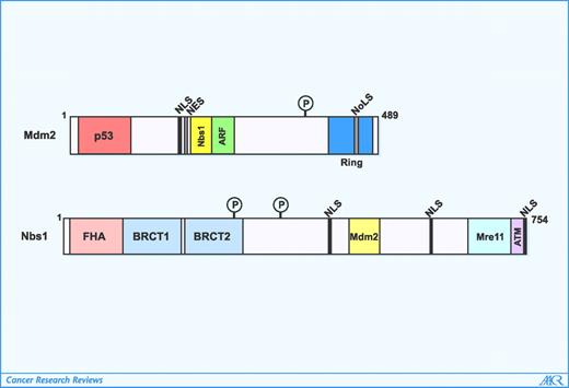 Mdm2 Affects Genome Stability Independent of p53 | Cancer Research ...