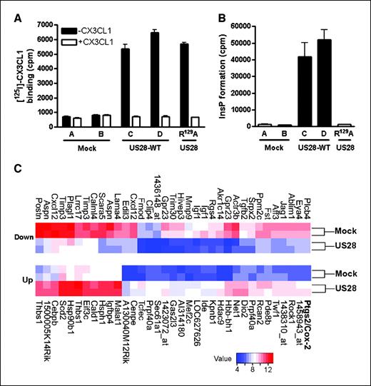 The Human Cytomegalovirus–Encoded Chemokine Receptor US28 Promotes ...