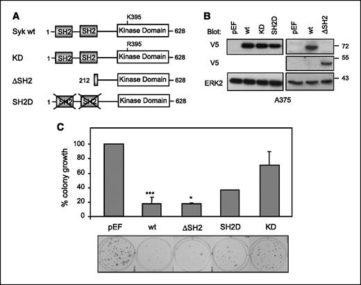 Spleen Tyrosine Kinase Functions as a Tumor Suppressor in Melanoma ...