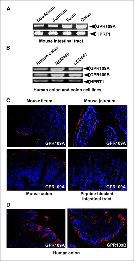 GPR109A Is a G-protein–Coupled Receptor for the Bacterial Fermentation ...