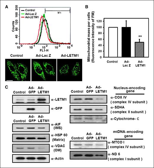 Association of LETM1 and MRPL36 Contributes to the Regulation of ...