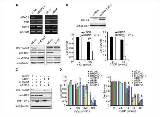 Characterization of the HDAC1 Complex That Regulates the Sensitivity of ...