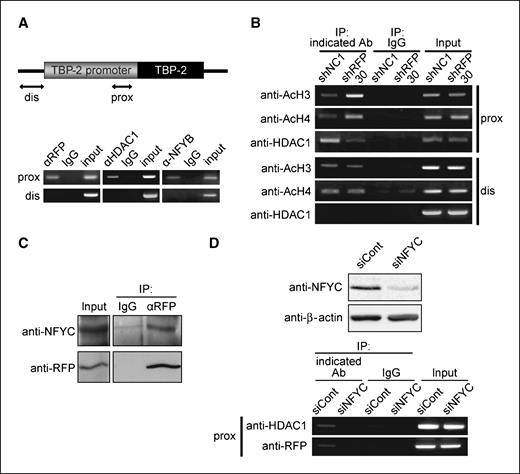 Characterization of the HDAC1 Complex That Regulates the Sensitivity of ...