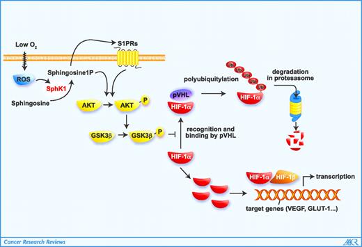 When the Sphingosine Kinase 1/Sphingosine 1-Phosphate Pathway Meets ...