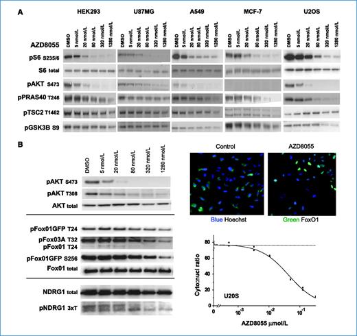 AZD8055 Is a Potent, Selective, and Orally Bioavailable ATP-Competitive ...