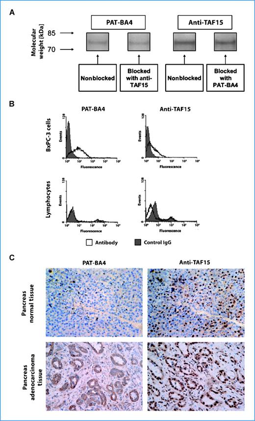 Diagnostic and Therapeutic Potential of a Human Antibody Cloned from a ...