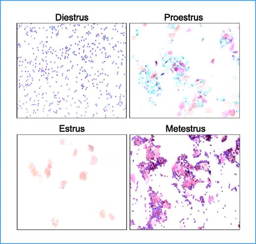 Changes in the Mouse Estrus Cycle in Response to Brca1 Inactivation ...
