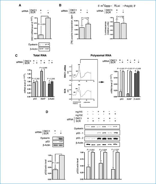 Novel Dyskerin-Mediated Mechanism of p53 Inactivation through Defective ...