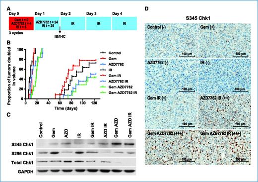 Mechanism of Radiosensitization by the Chk1/2 Inhibitor AZD7762 ...