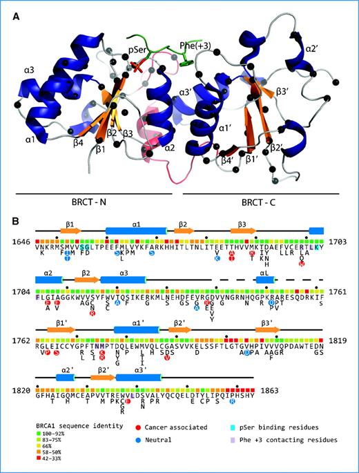 Comprehensive Analysis of Missense Variations in the BRCT Domain of BRCA1 by Structural and ...