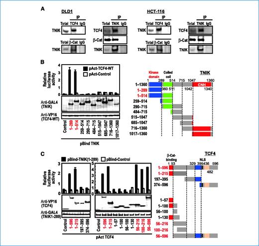 Traf2- and Nck-Interacting Kinase Is Essential for Wnt Signaling and ...