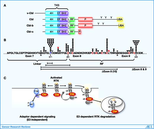 Cbl and Human Myeloid Neoplasms: The Cbl Oncogene Comes of Age | Cancer ...